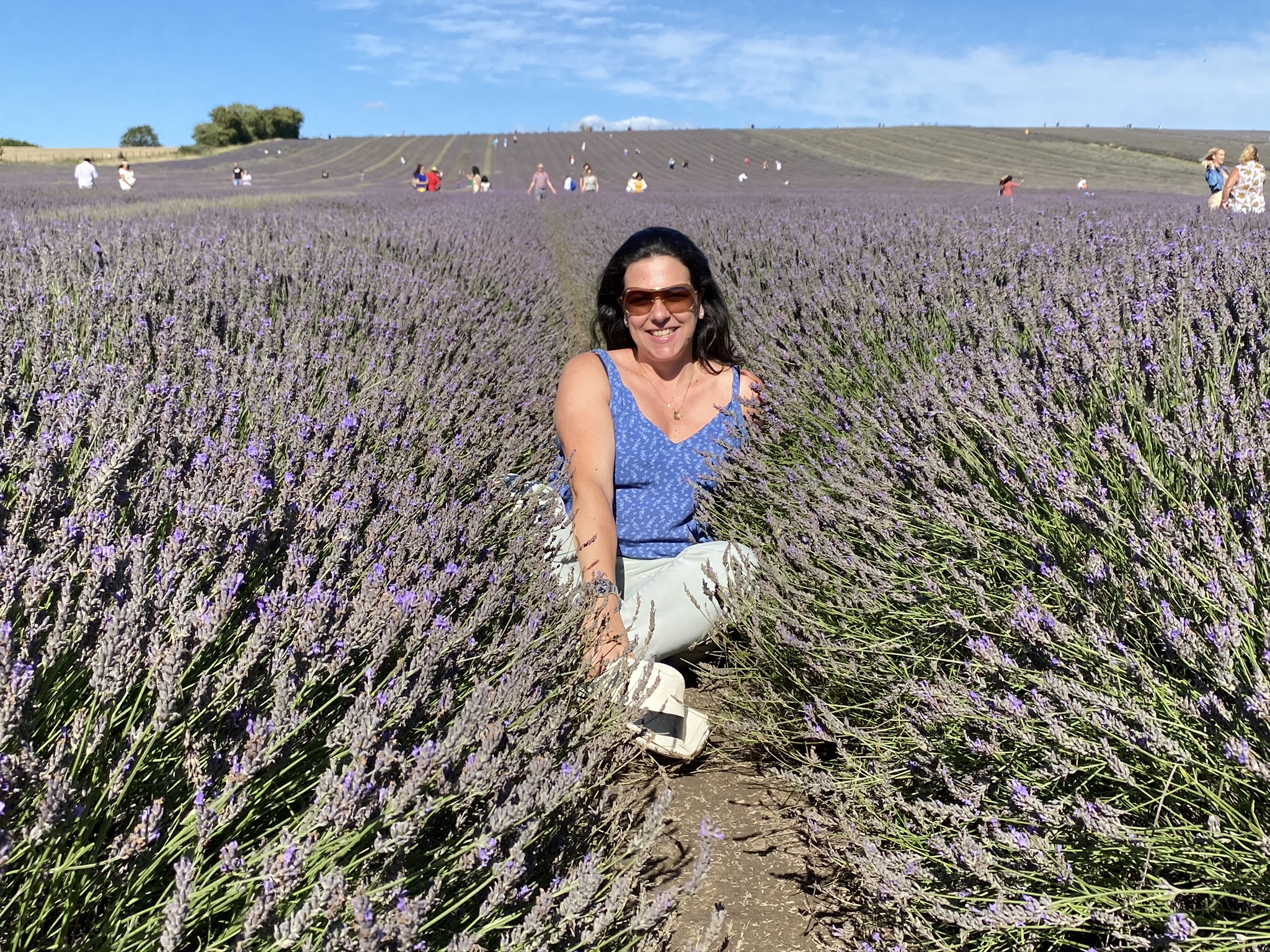 DICA: Campos de Lavanda - Uma ponte para Londres